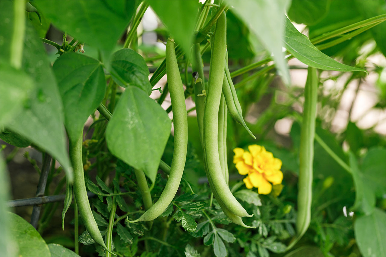 Growing green beans store